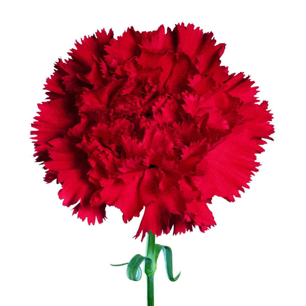 Clavel